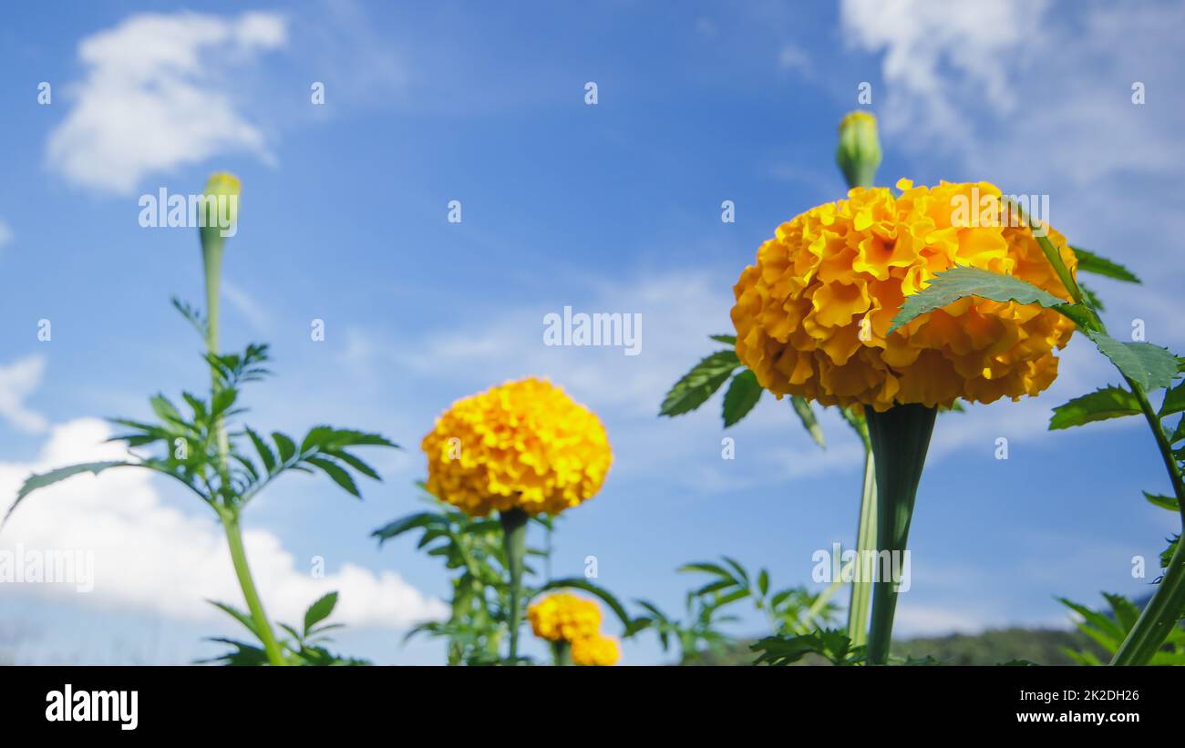 Marigold, bright colors, popular with cut flowers And used in Buddhist ...