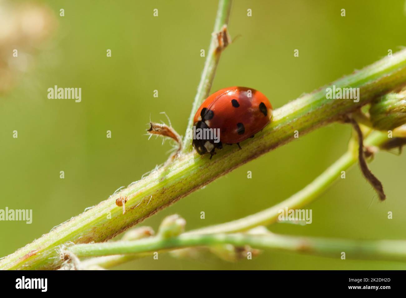 Ladybug on the tree is classified as a scarab Invertebrate There are ...