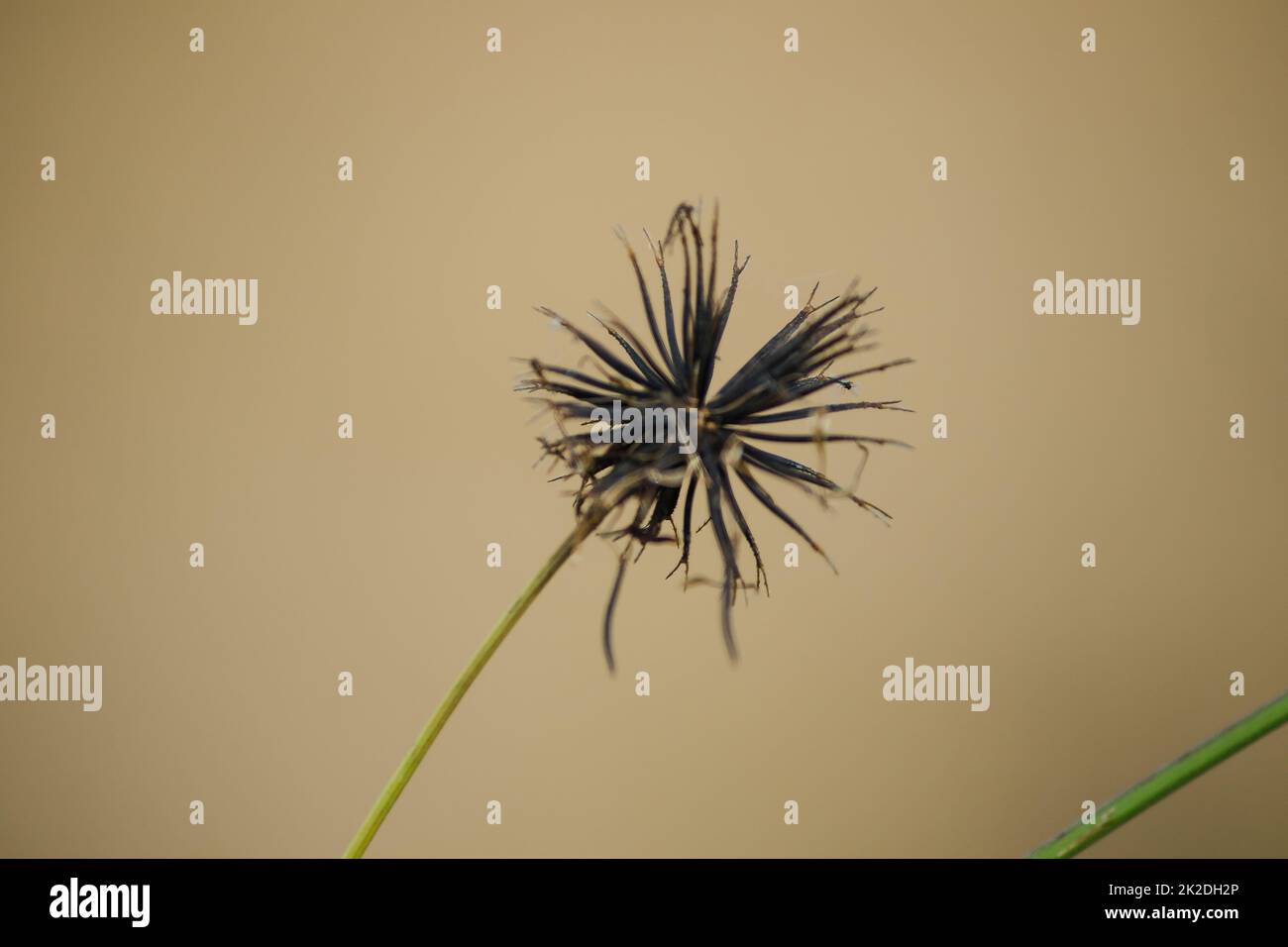 Summer pollen sunlight hi-res stock photography and images - Alamy