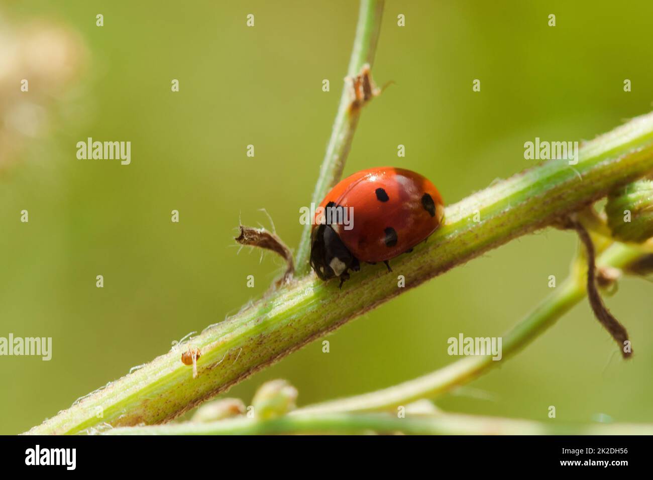 Ladybug on the tree is classified as a scarab Invertebrate There are ...