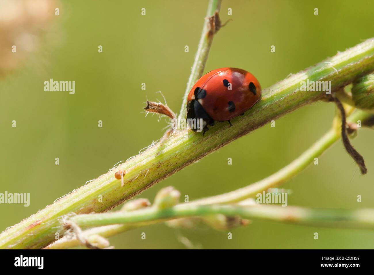 Ladybug on the tree is classified as a scarab Invertebrate There are ...