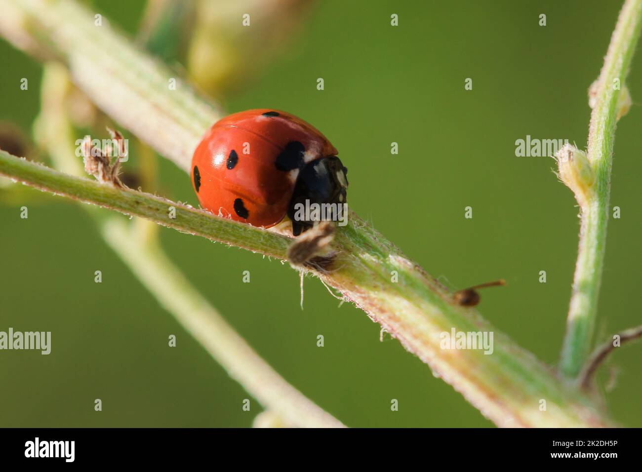 Ladybug on the tree is classified as a scarab Invertebrate There are ...