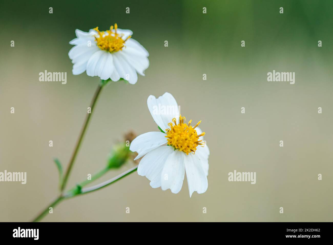 Cobblers peg plant hi-res stock photography and images - Alamy