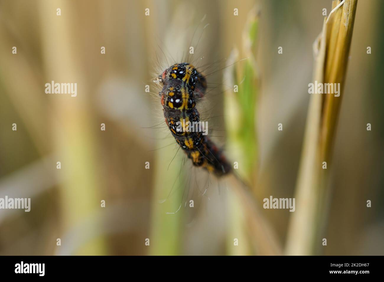 Worms on rice plant hi-res stock photography and images - Alamy