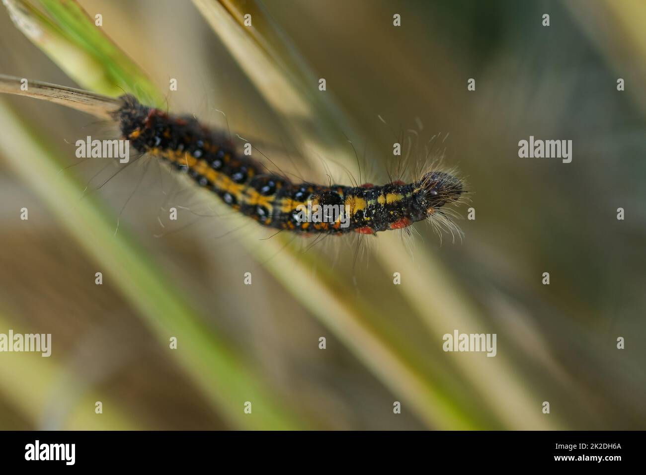 Worms are on the rice plant in nature Stock Photo - Alamy