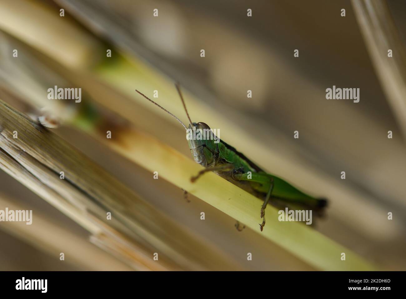 Small grasshoppers on the rice plant in nature Stock Photo - Alamy