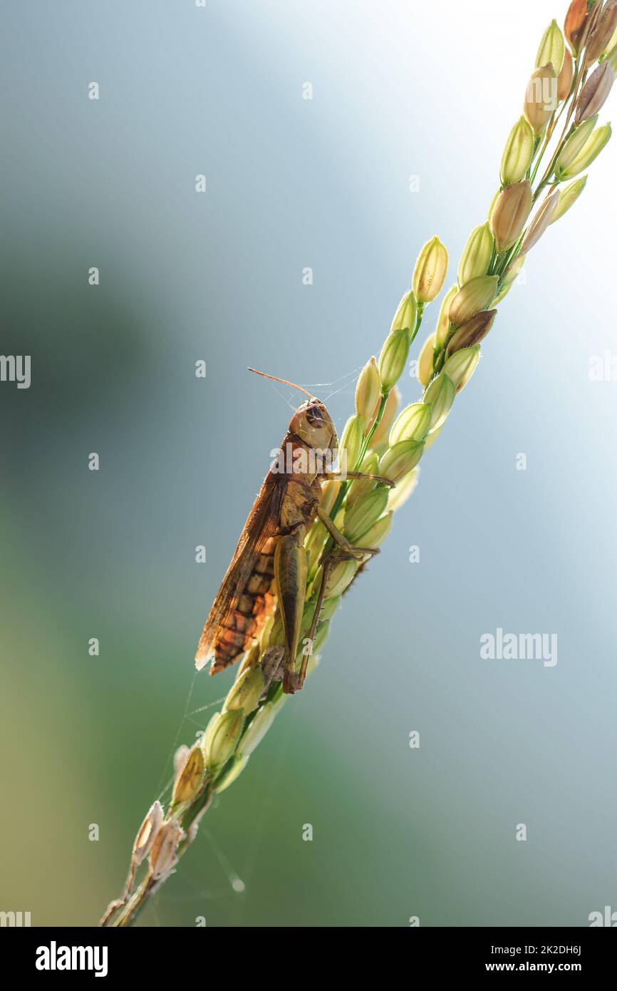 Small grasshoppers on the rice plant in nature Stock Photo - Alamy