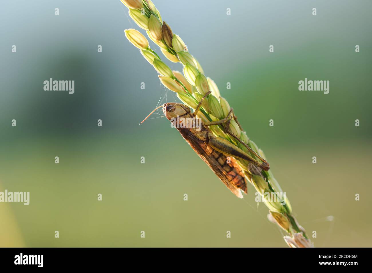Small grasshoppers on the rice plant in nature Stock Photo - Alamy