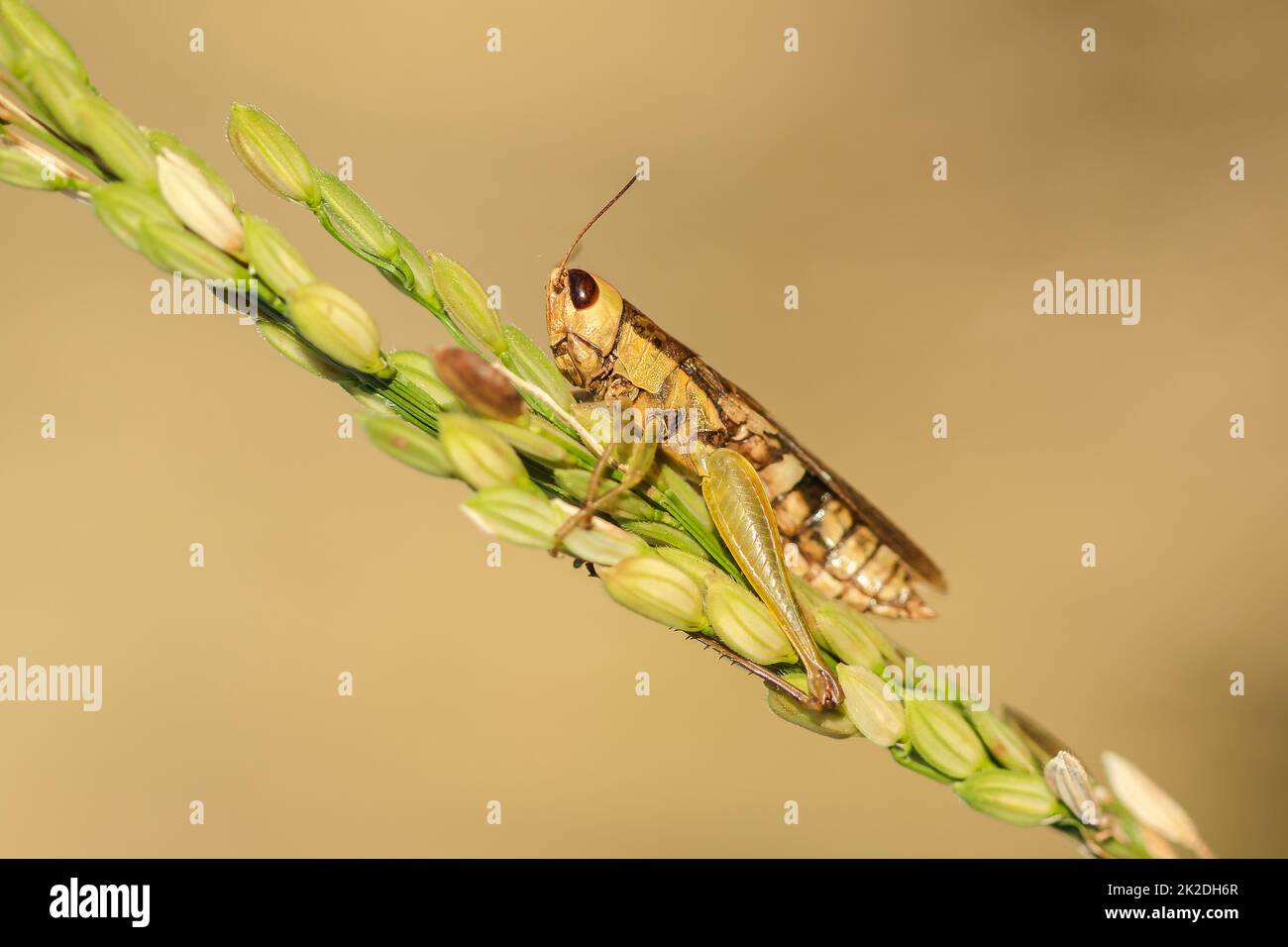 Small grasshoppers on the rice plant in nature Stock Photo - Alamy