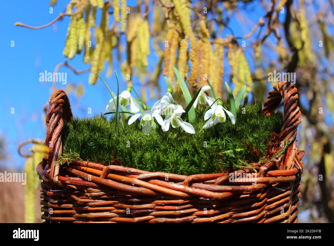 Willow snowdrop hi-res stock photography and images - Alamy