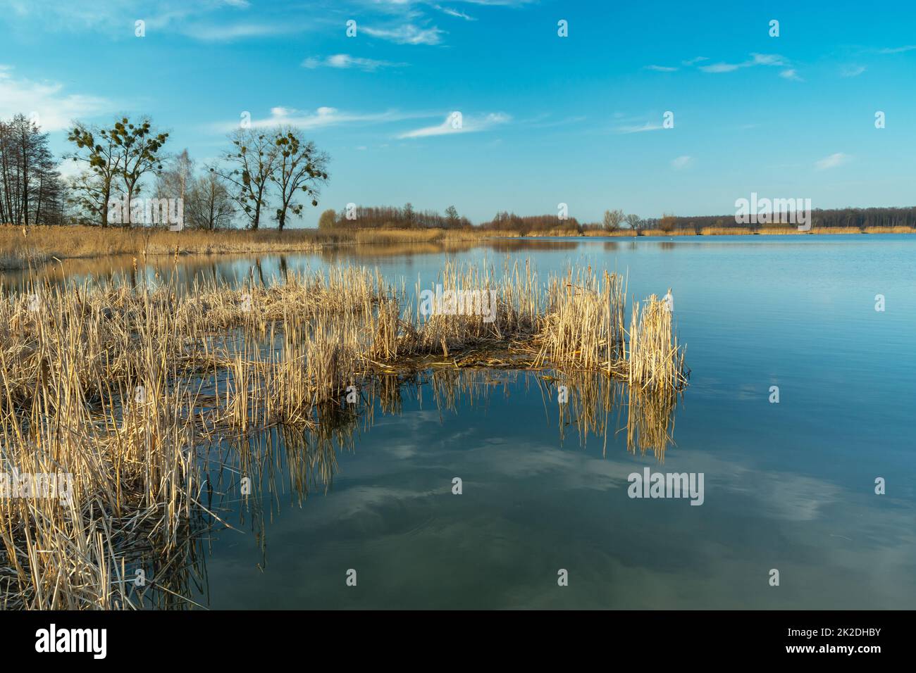 Dry reeds in the lake water and the clear sky Stock Photo - Alamy