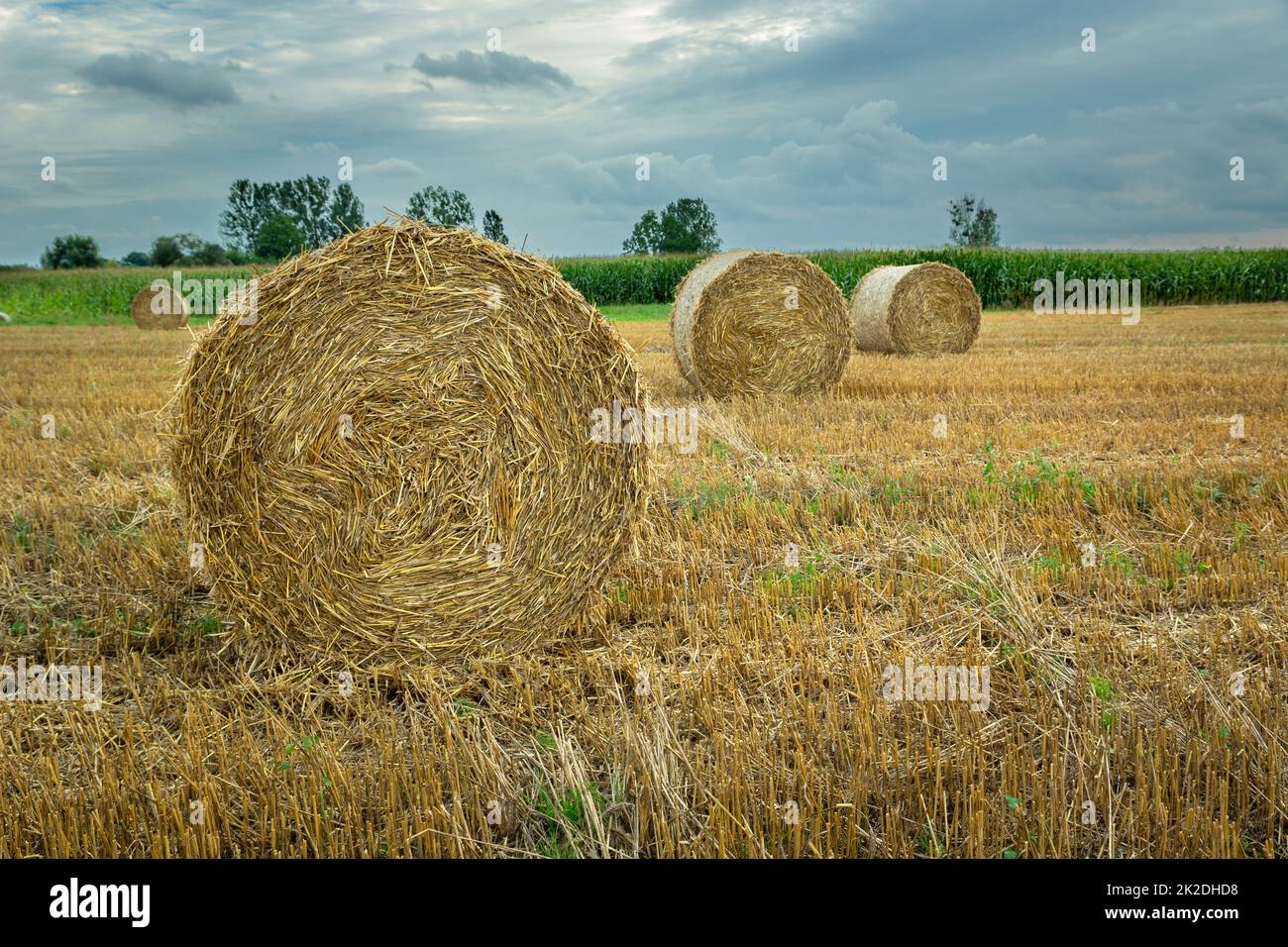 Round hay bales in the field and cloudy sky Stock Photo - Alamy