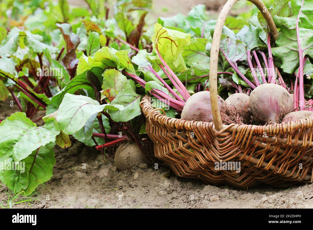 Fresh harvested beetroots in basket, organic beets with leaves growing ...