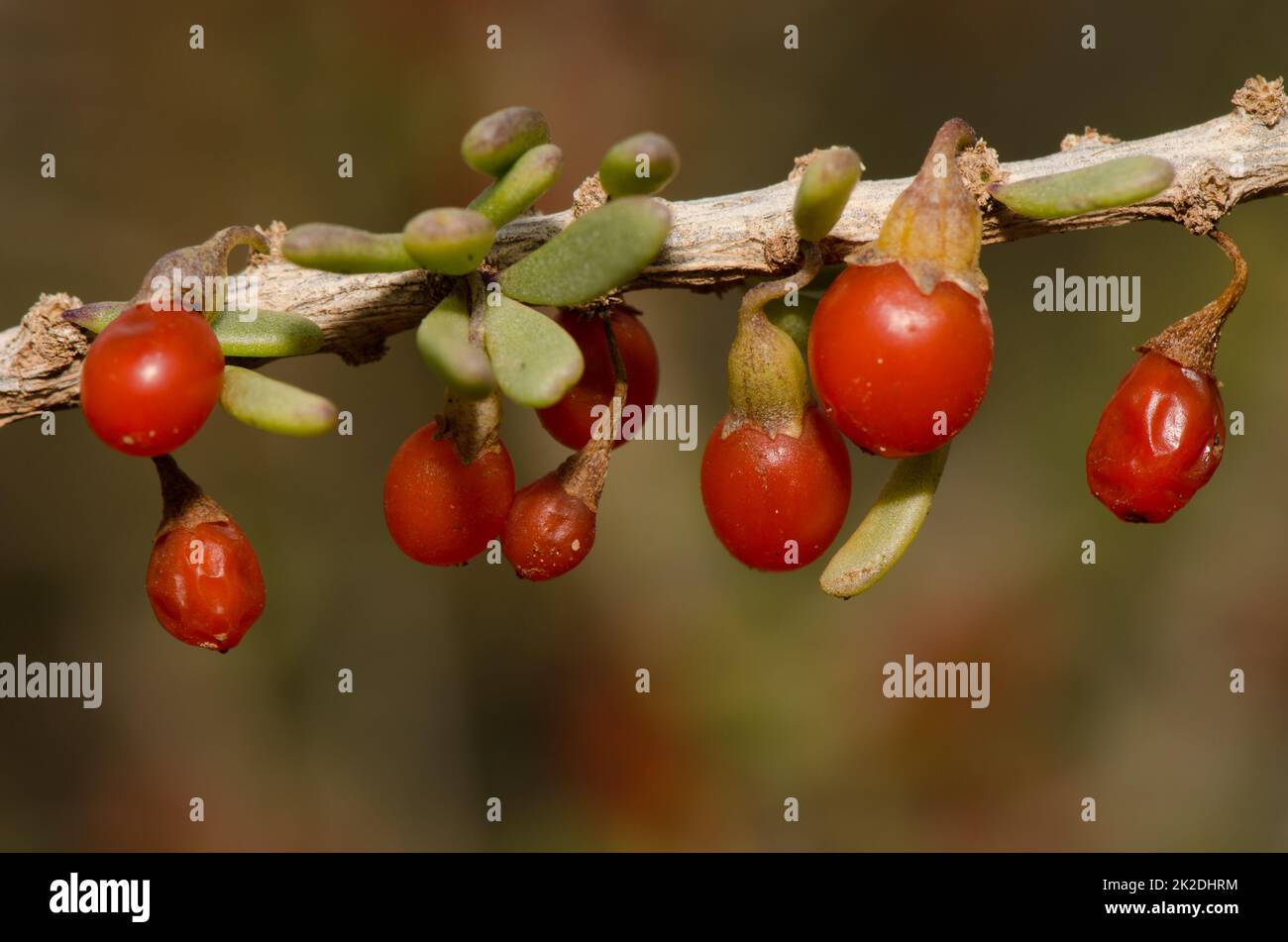 Fruits of Lycium intricatum Stock Photo - Alamy
