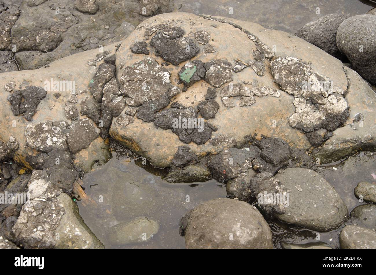 Oil patches on shore rocks Stock Photo - Alamy
