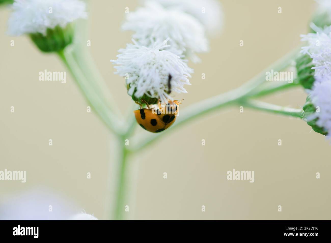 Ladybug is on the pollen White in nature Stock Photo - Alamy