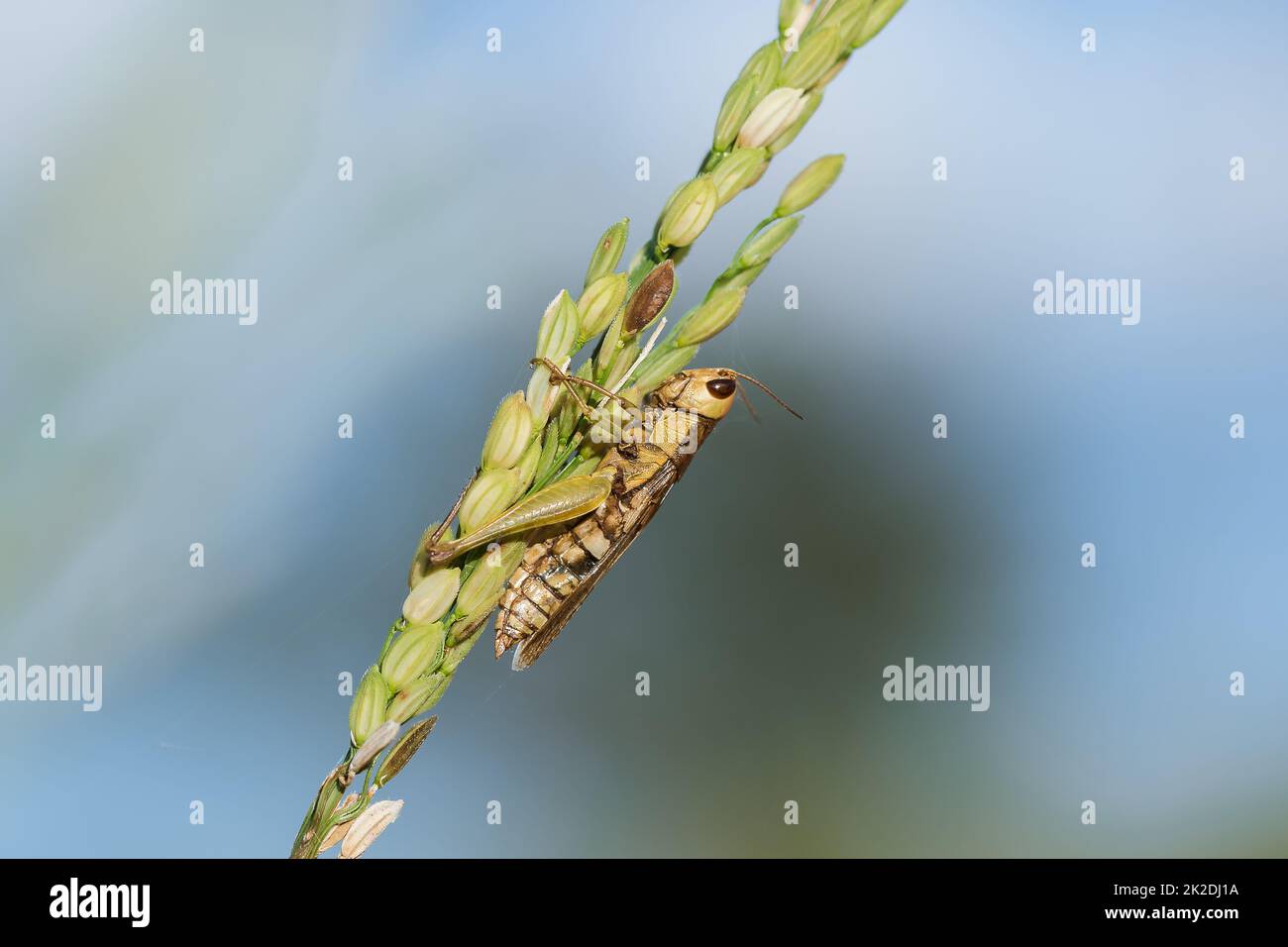 Small grasshoppers on the rice plant in nature Stock Photo - Alamy