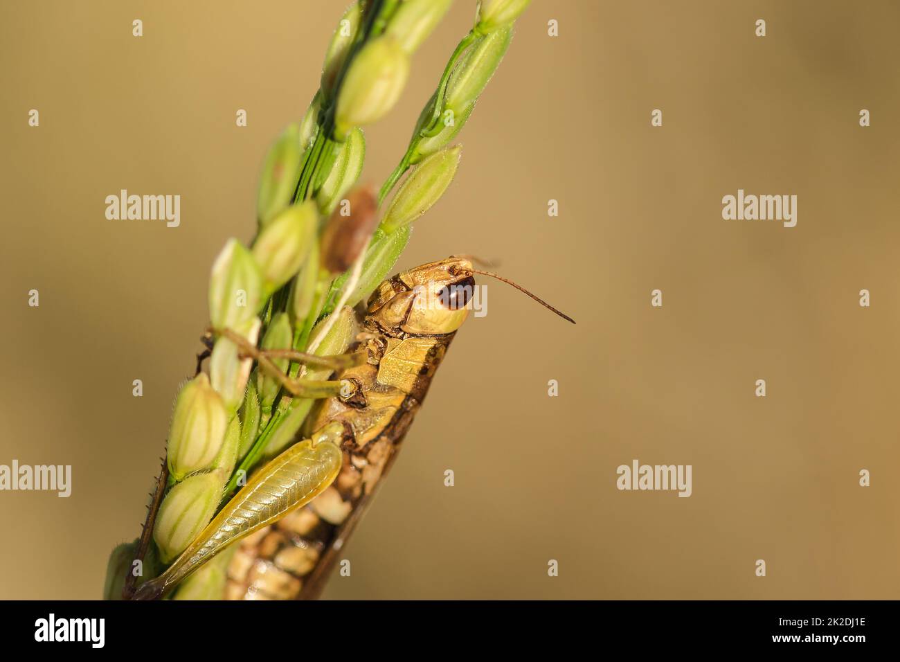 Small grasshoppers on the rice plant in nature Stock Photo - Alamy