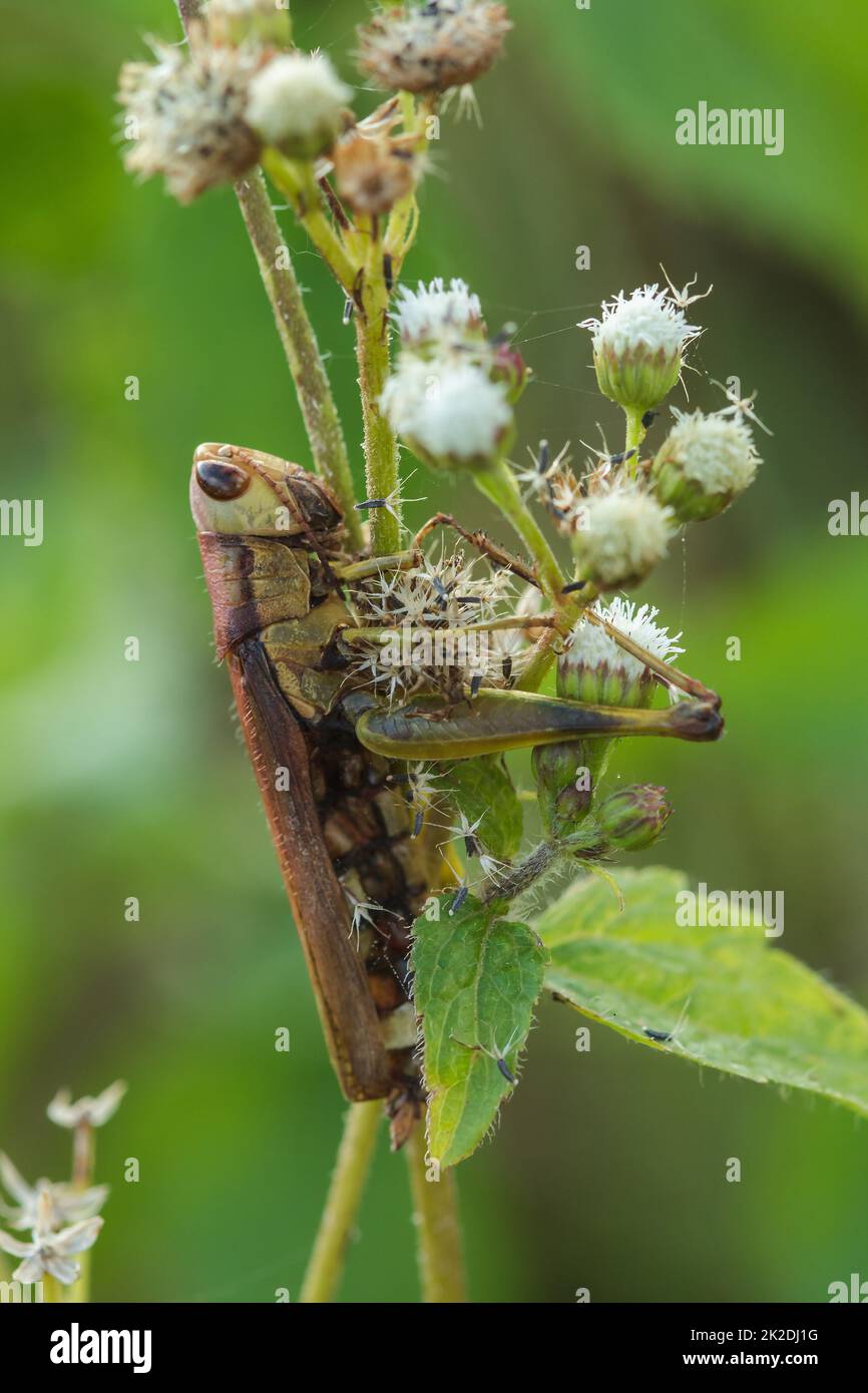 Grasshoppers on the leaves Assimilate with nature Stock Photo - Alamy