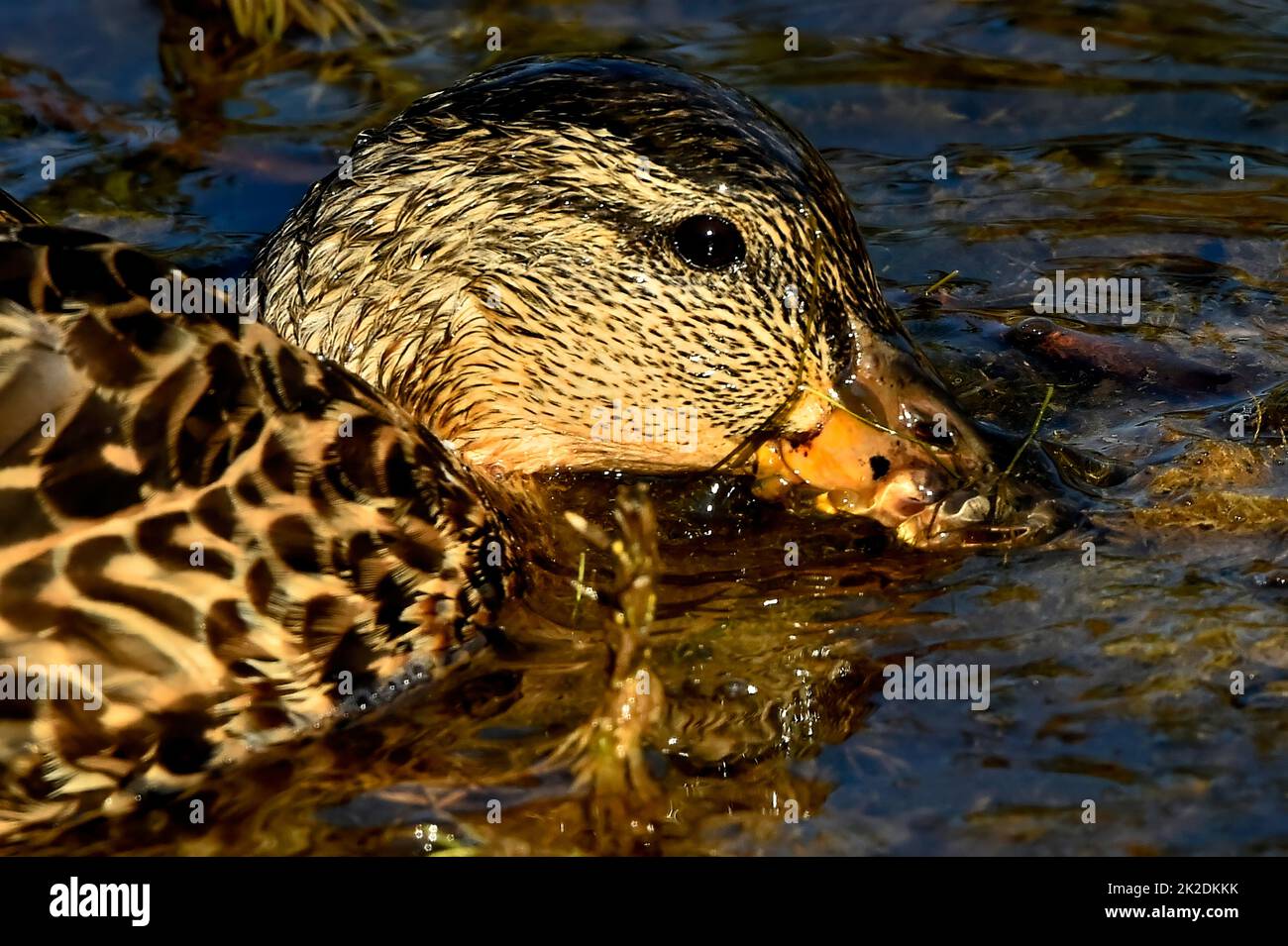 A close up image of a Mallard duck "Anas platyrhynchos", foraging in a ...