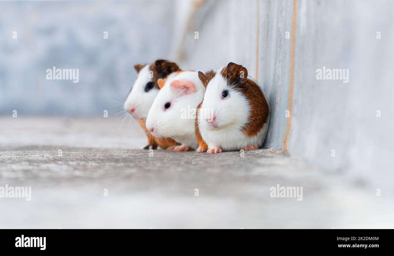 Hamsters each other hi-res stock photography and images - Alamy