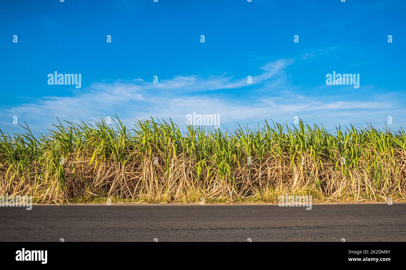 green grass field beside gray asphalt road under blue sky Stock Photo ...