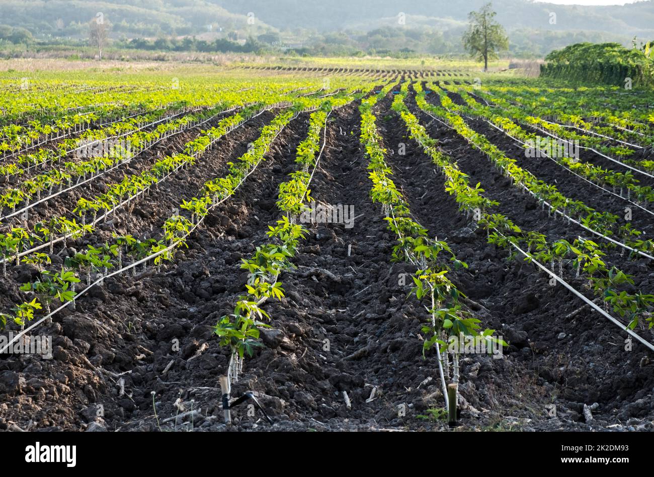 Planting vegetables in long rows . conventional horizontal farming or ...