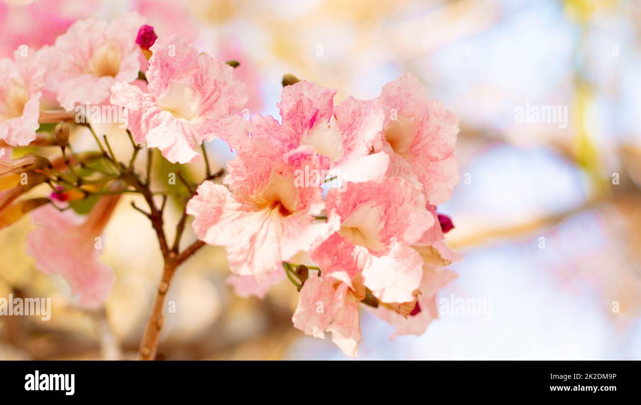 selective focus of pink flowers in bloom. Best spring Background Stock ...