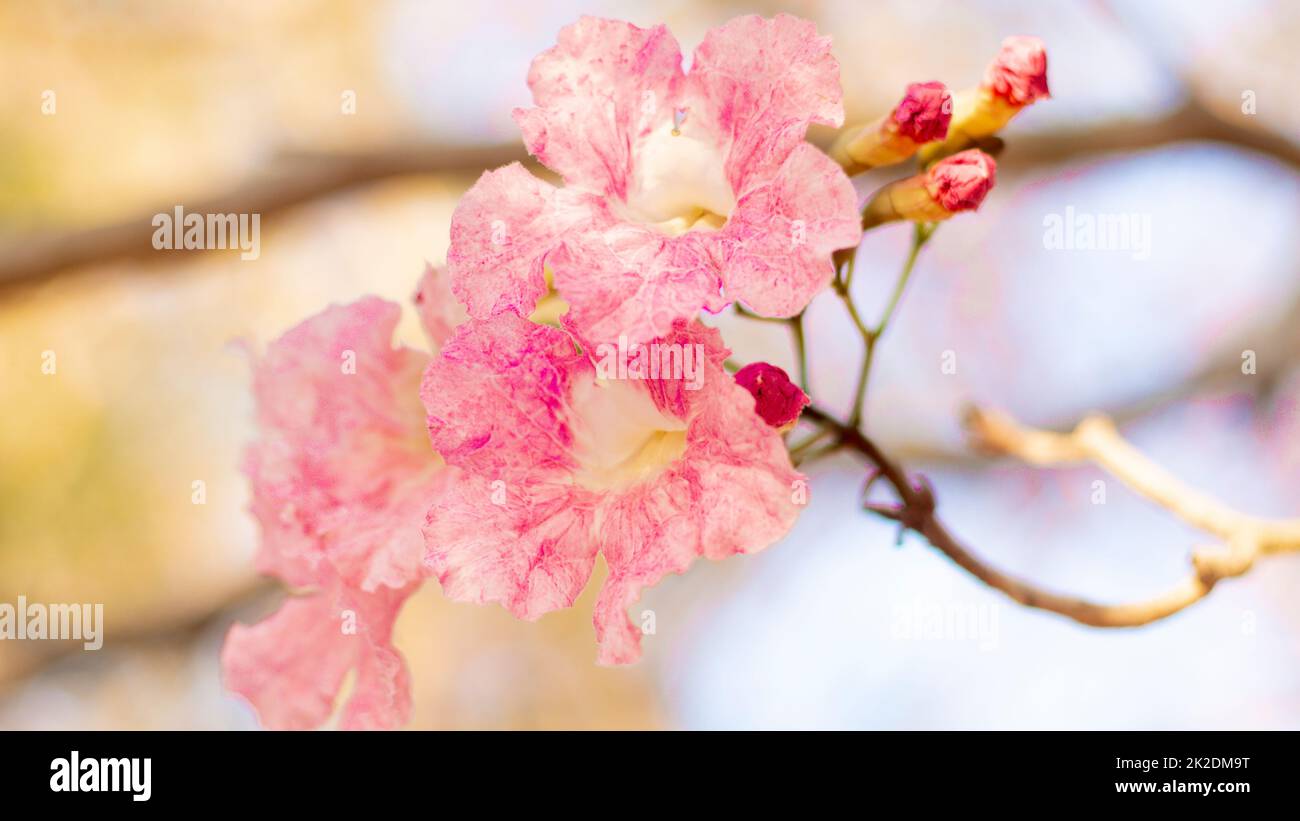selective focus of pink flowers in bloom. Best spring Background Stock ...