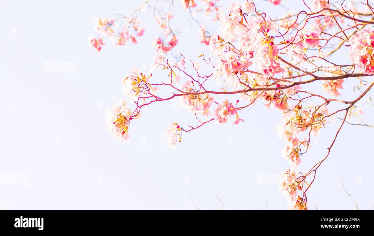 selective focus of pink flowers in bloom. Best spring Background Stock ...