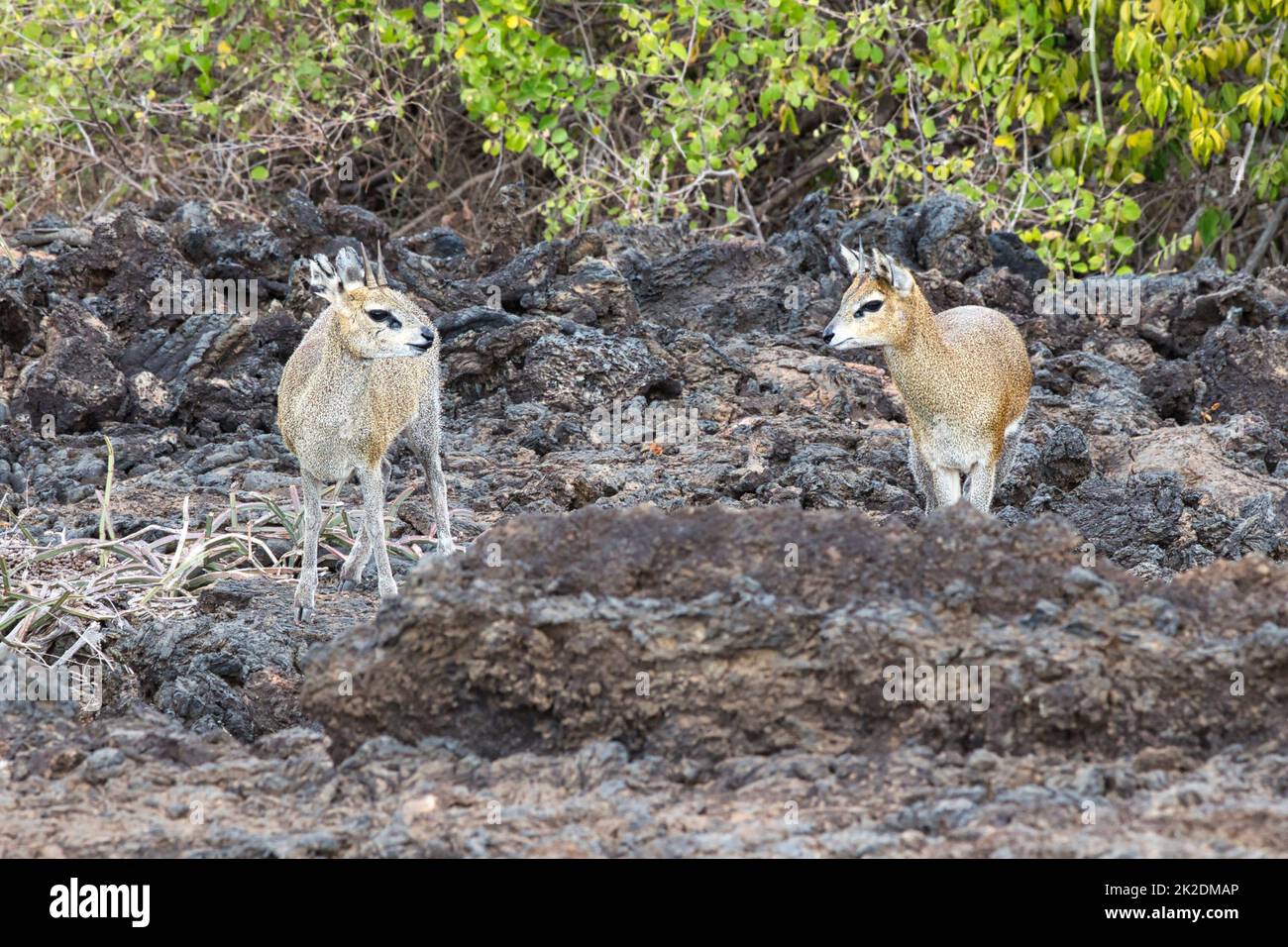 Two Kirk's dik-dik, Madoqua kirkii, between lava stones in Tsavo ...