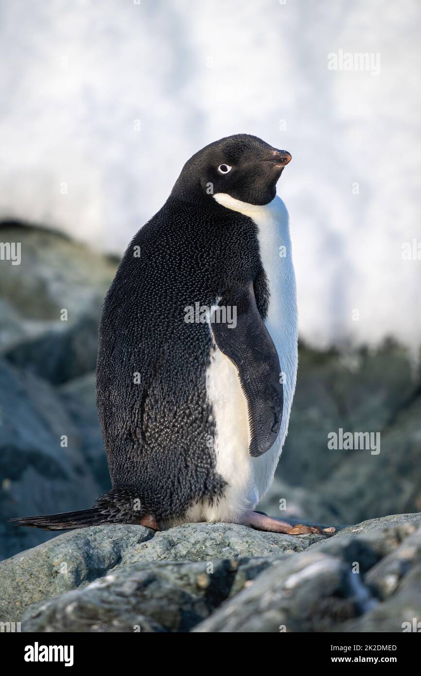 Turning towards camera hi-res stock photography and images - Alamy