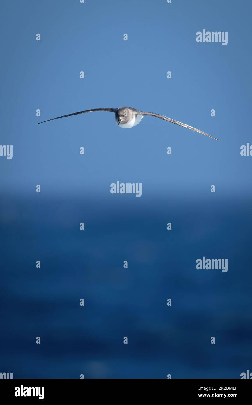 Antarctic petrel crosses ocean with wings spread Stock Photo - Alamy