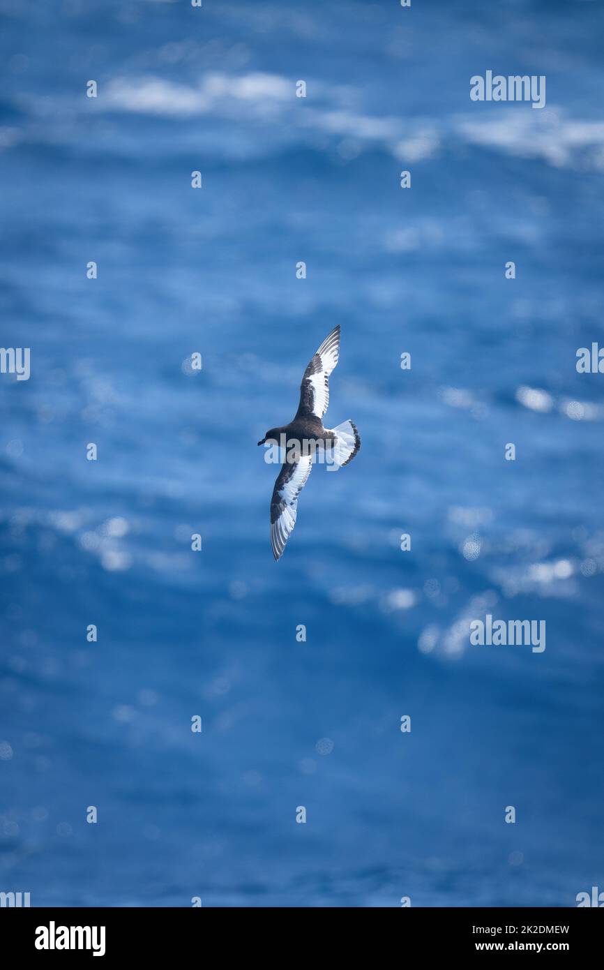 Diagonal bird hi-res stock photography and images - Alamy