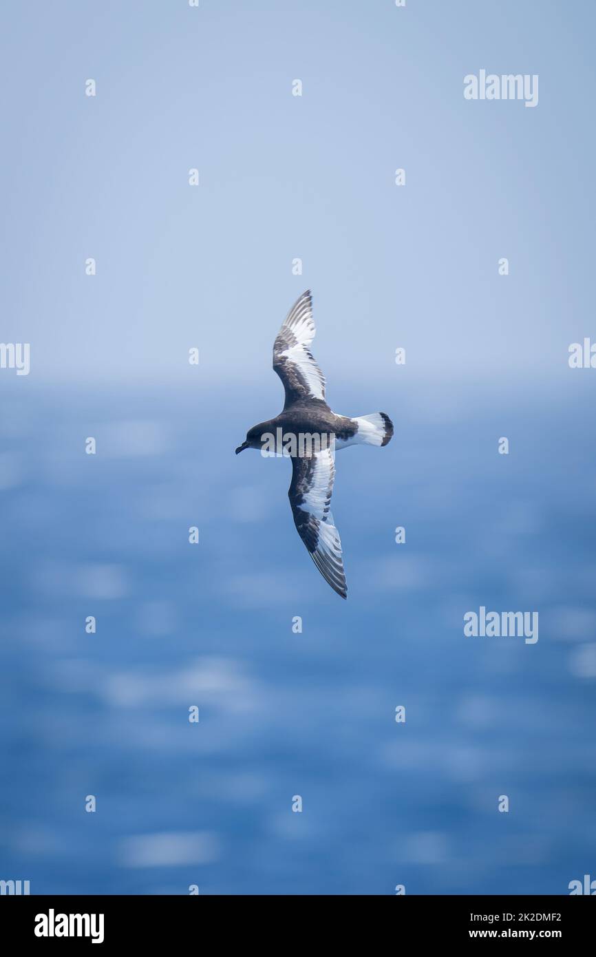 Vertical wings hi-res stock photography and images - Alamy