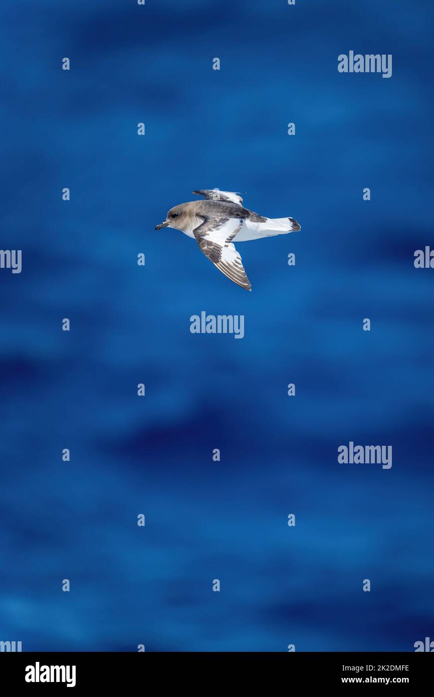 Antarctic petrel glides over deep blue sea Stock Photo - Alamy