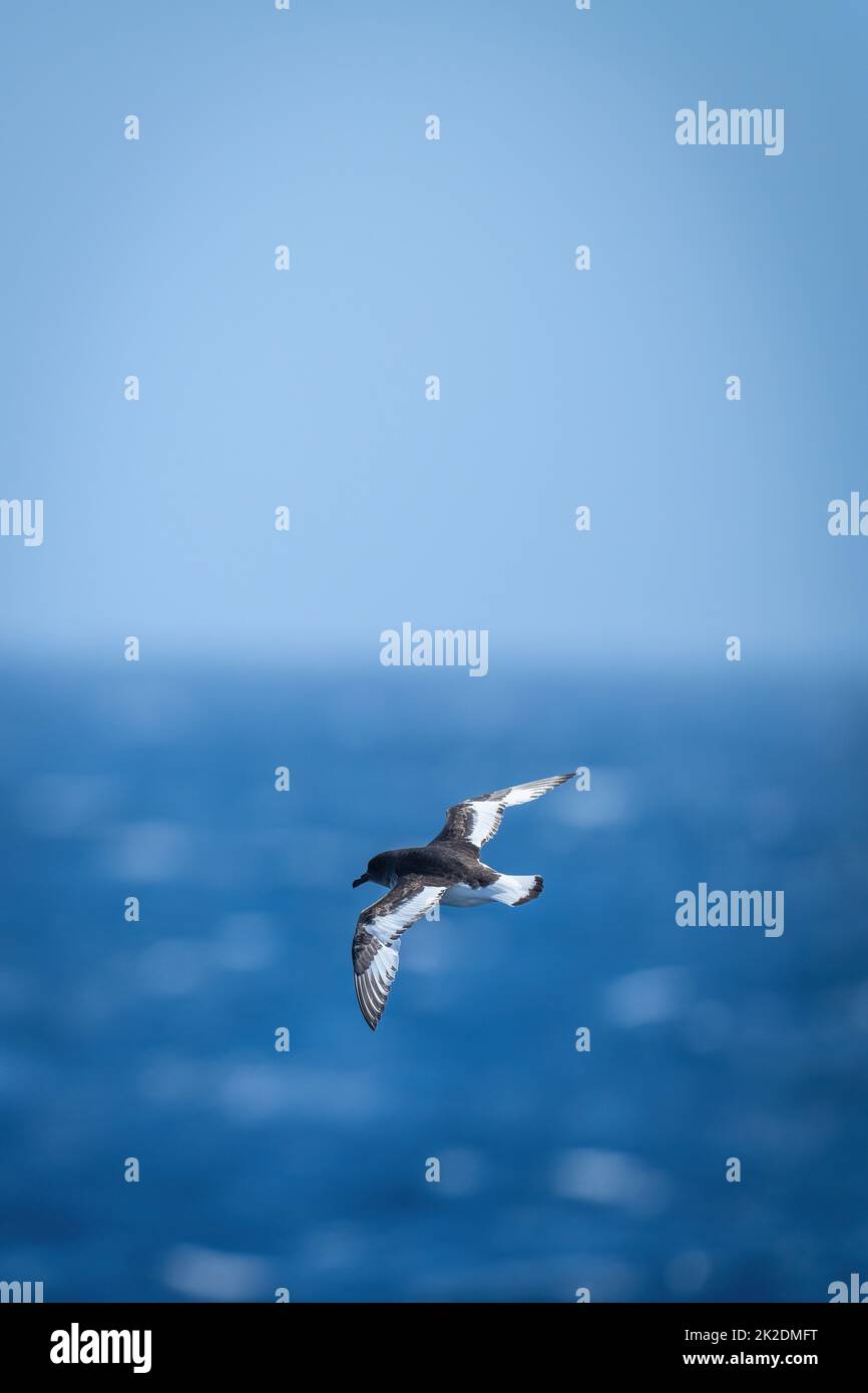 Antarctic petrel thalassoica antarctica flying hi-res stock photography ...