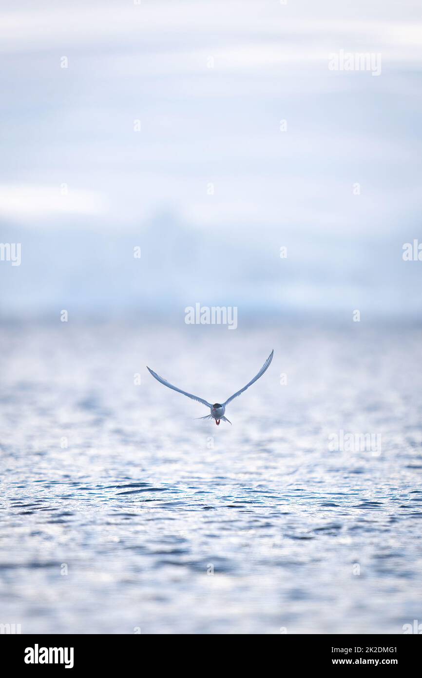 Antarctic tern approaches camera with wings lifted Stock Photo - Alamy