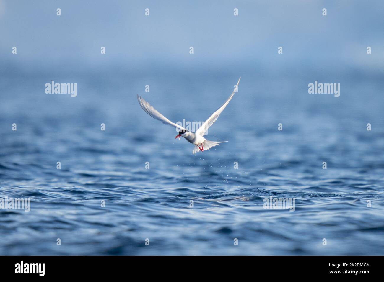 Antarctic tern catches fish from blue sea Stock Photo - Alamy