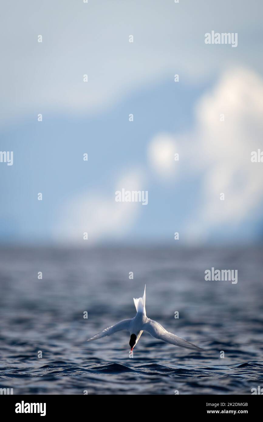 Antarctic tern dives into ocean to fish Stock Photo - Alamy