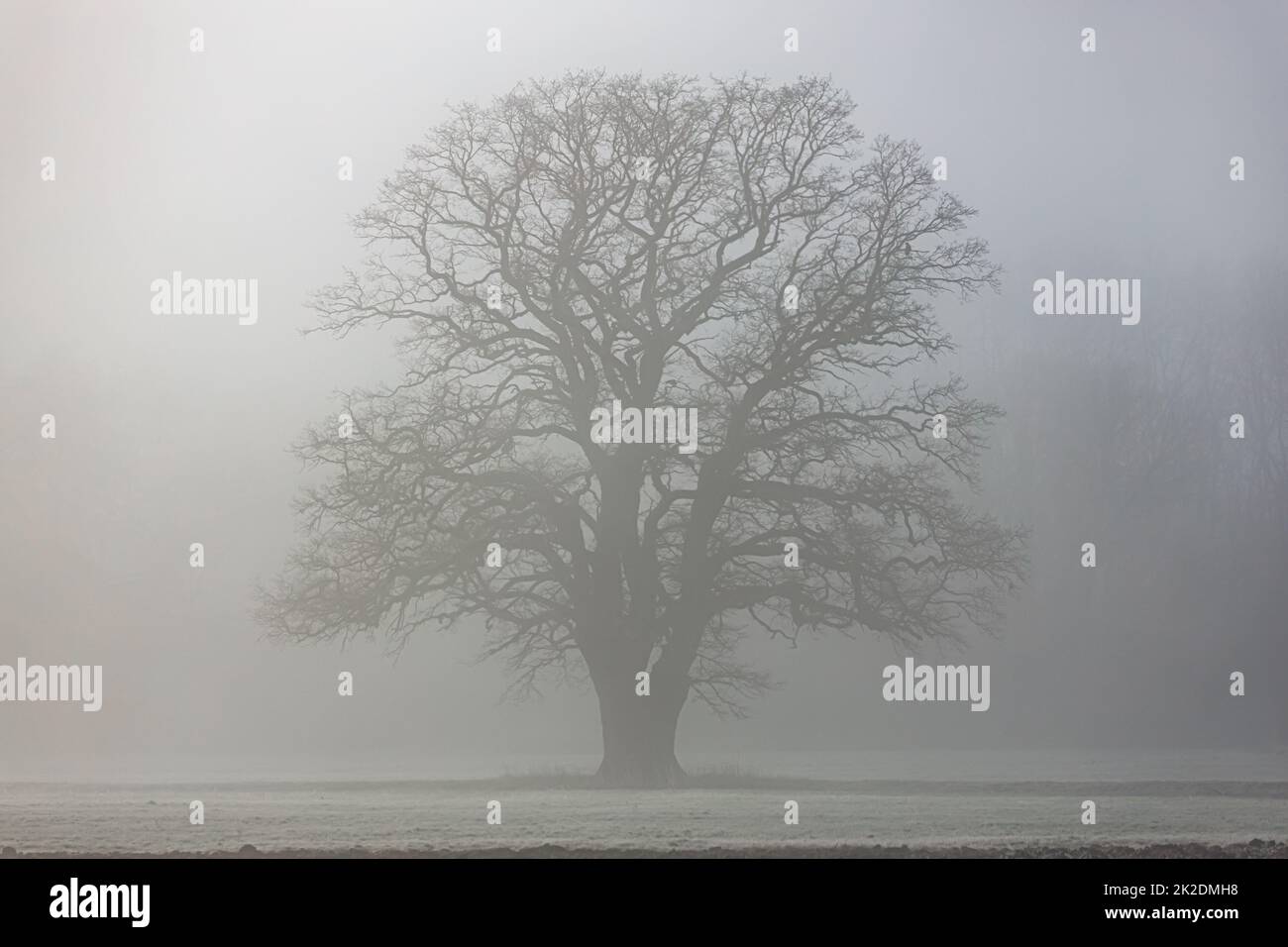 An old oak tree in the misty fog Stock Photo - Alamy