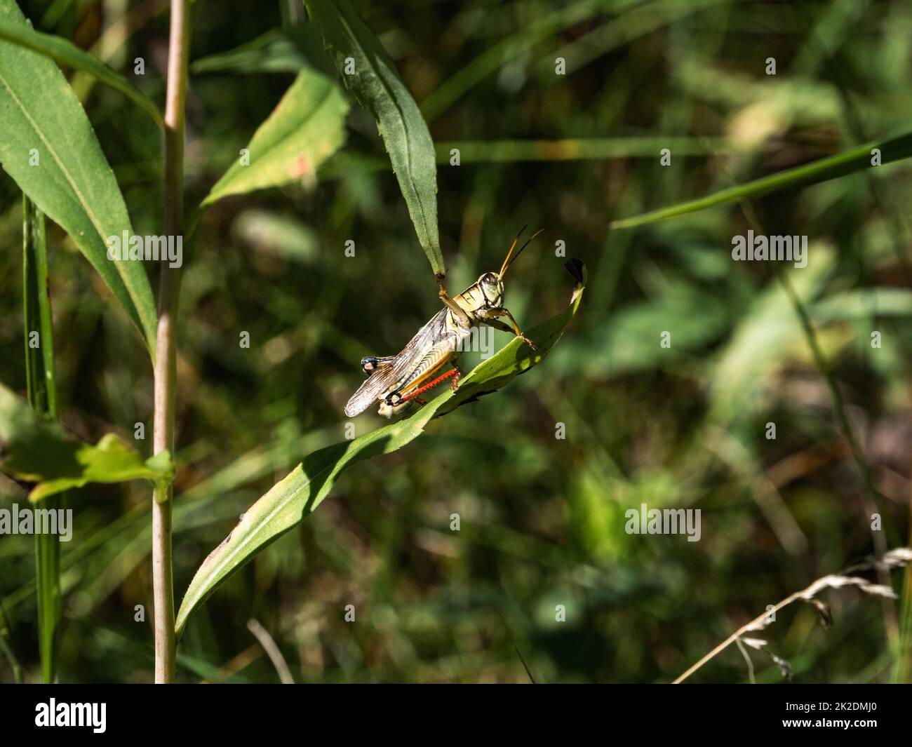 Red-legged Grasshopper, Melanoplus femurrubrum Stock Photo - Alamy