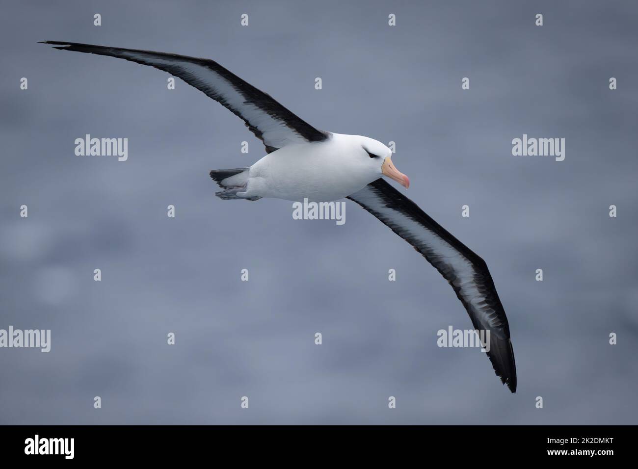 Black-browed albatross crosses ocean with wings spread Stock Photo - Alamy