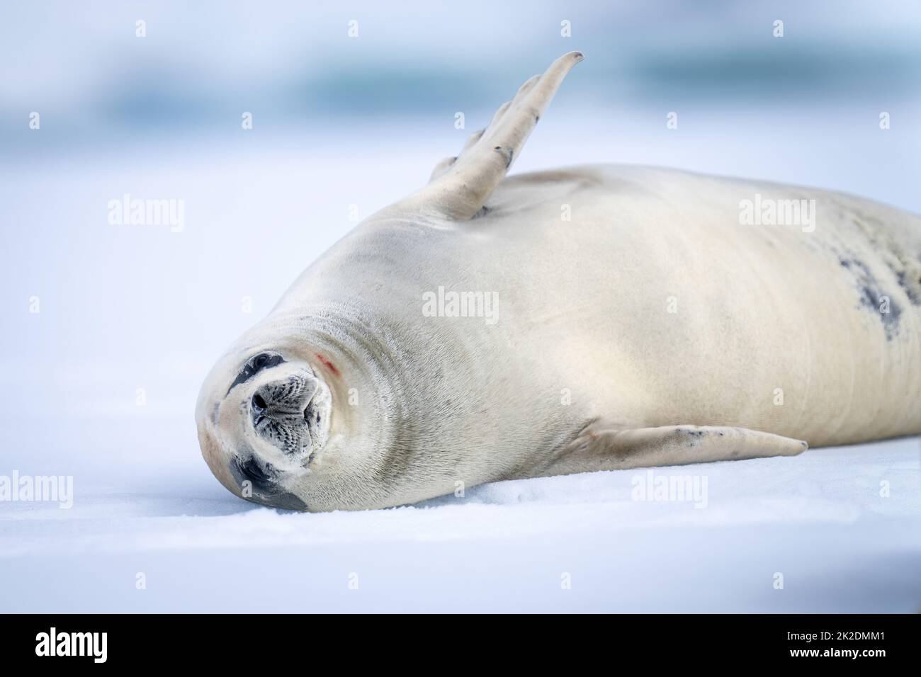 Close-up of crabeater seal lying raising flipper Stock Photo - Alamy