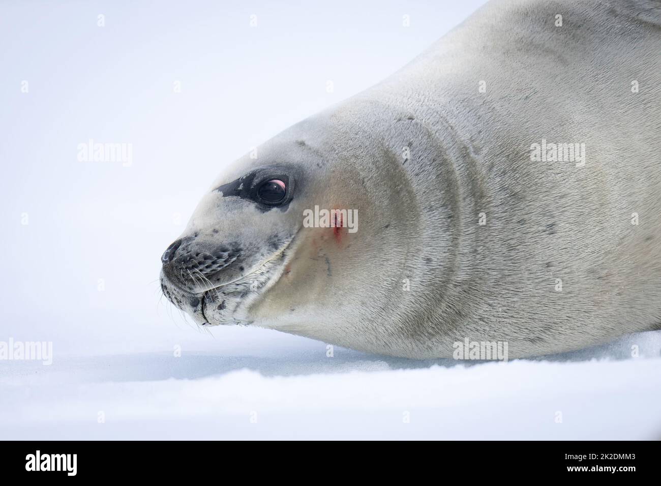 Seal up close hi-res stock photography and images - Alamy