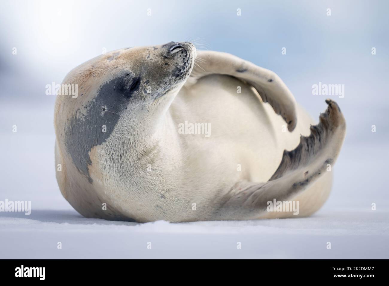 Crabeater seal lies on snow raising head Stock Photo - Alamy
