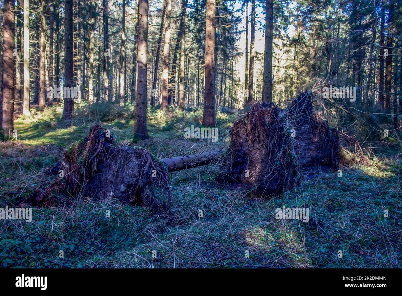 Trees uprooted by storm in a forest Stock Photo - Alamy