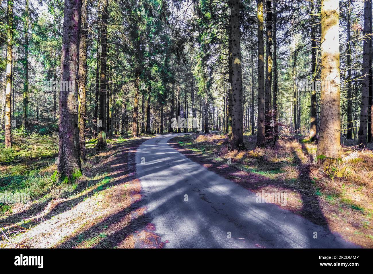 View at a small road in a pine forest Stock Photo - Alamy
