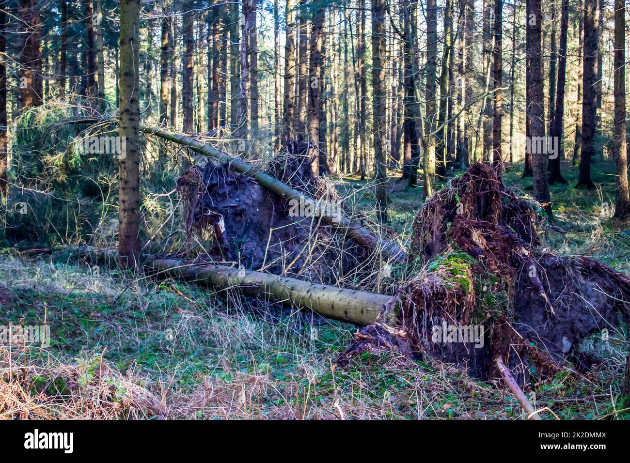 Trees uprooted by storm in a forest Stock Photo - Alamy