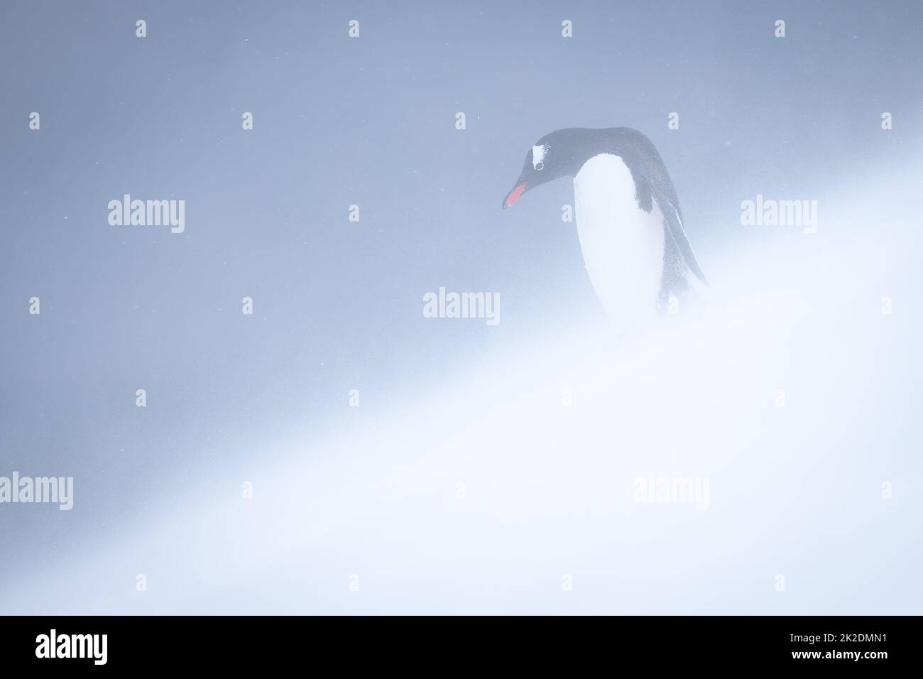 Penguin slope hi-res stock photography and images - Alamy